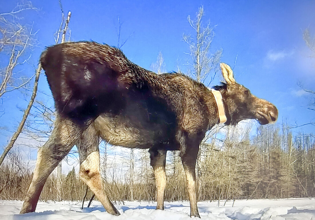 Joint research team continues U.P. moose survival study effort | News ...